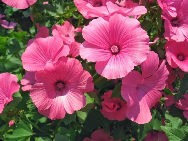 A lot of pink lavatera flowers