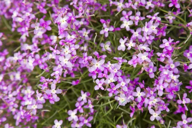 flowering matthiola bolleana, canarian wallflower