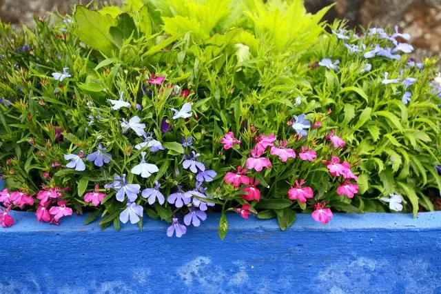 Lobelia erinus mewn pot glas, yn agos