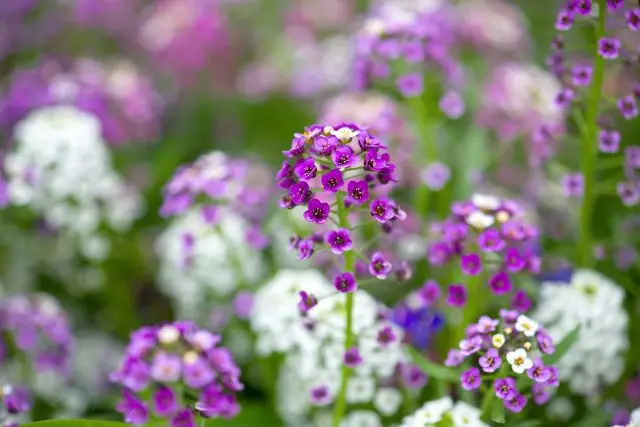 Alyssum цвеќиња