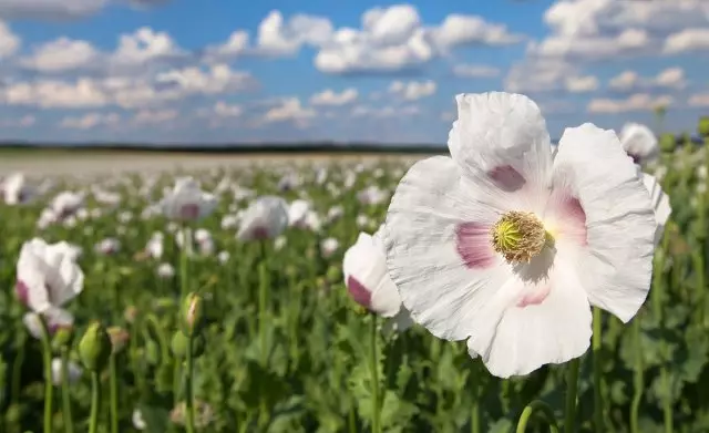 Manylyn o blodeuo pabi opiwm yn Lladin Papaver Somniferum, cae pabi, mae pabi lliw gwyn yn cael ei dyfu yn y Weriniaeth Tsiec