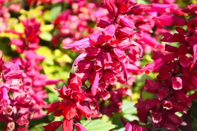 Mae Salvia Splendens (Stande Scarlet, Trofannol Sage) yn lluosflwydd llysieuol tendro sy'n frodorol i Brasil