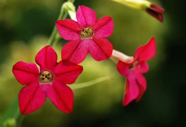 Tembakau warna pink harum terhadap latar belakang yang gelap