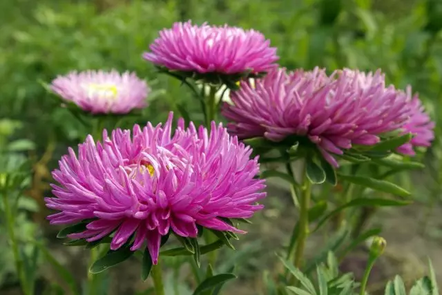 bright aster in the garden