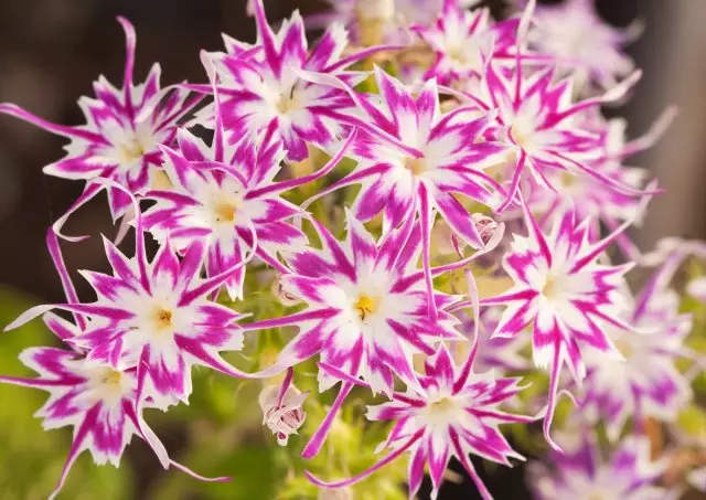 Pink Beaufiful Pink agus Bán Star Phlox, le bláthanna múnlaithe réalta