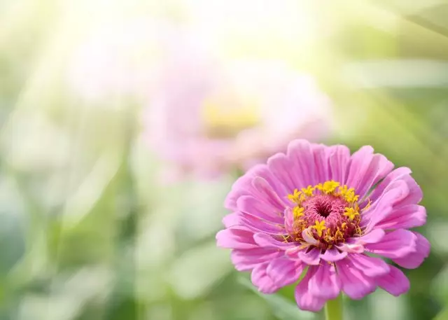 Radharc Solas na gréine Samhraidh: Bláthanna Aster nó Dahlia ar Féar Glas Backdroud