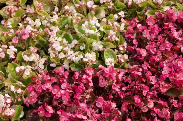 Blooming Dearg agus Bán Begonias sa leaba bláthanna mar chúlra le haghaidh dearadh