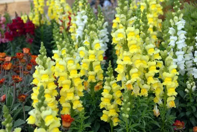 Cluster bunga anjing snapdragon putih kuning