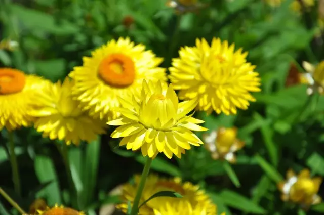 17 Jahre mit gelben und orangefarbenen Blüten - lass die Sonne auf dem Garten! 1248_18