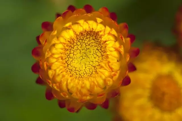 Zamknij się strawflower.