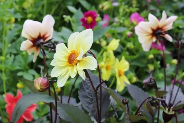 Blossoming Κίτρινο Dahlias στον κήπο