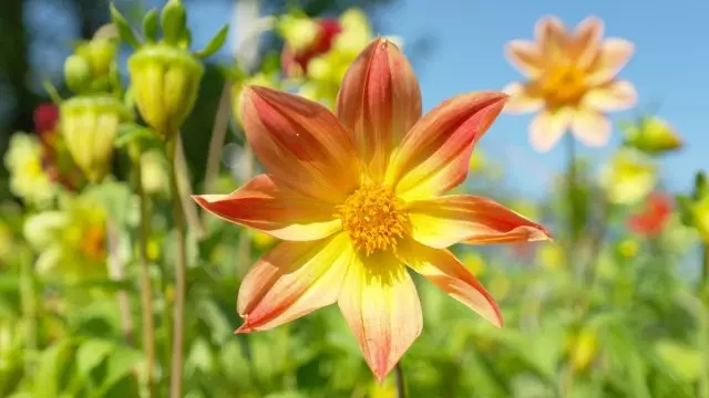 17 Jahre mit gelben und orangefarbenen Blüten - lass die Sonne auf dem Garten! 1248_24