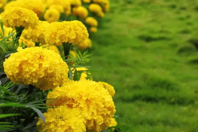 Hecke von gelben Ringelblumen in einer Rasenrainer. Gattung - Tagetes.