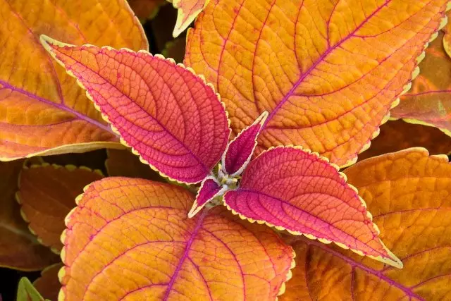 Eine Coleus-Anlage zeigt bunte Laub in goldenen orangefarbenen Tönen mit roten Akzenten von Magenta im Sommer-Blumengarten an.