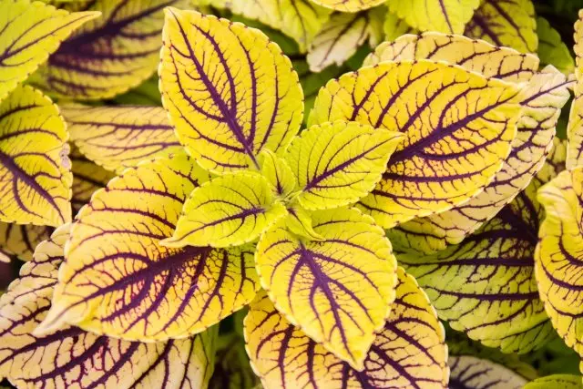 Multicolor সজ্জা উদ্ভিদ - Coleus; Solenostemon ScutellarioIoides)