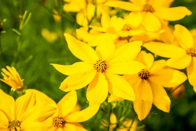 Coreopsis Vertycilata κίτρινο λουλούδι closeup