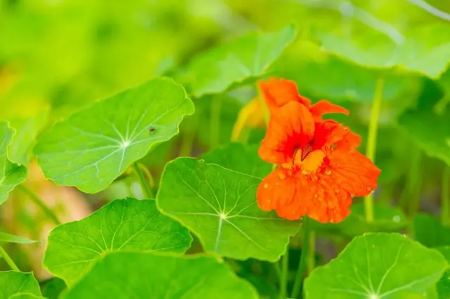 Lẹwa osan nasturtium ododo ni isunmọ. Ododo ọgba ti o gbajumọ ni isunmọ.