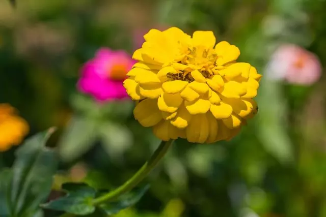 Blizu rumene Zinnije (Zinnia Viochae Cav.) Cvet