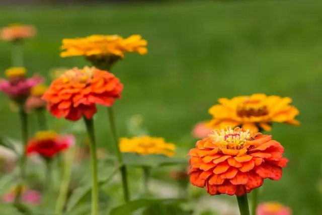 Zinnias AR dalam mekar musim gugur penuh brilian.