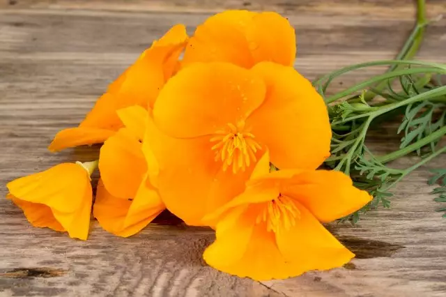 Καλιφόρνια παπαρούνας (Eschscholzia californica) πορτοκαλί λουλούδια σε ξύλινα