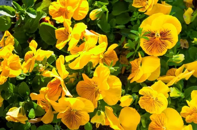 Rumena viola Tricolor Cvetje