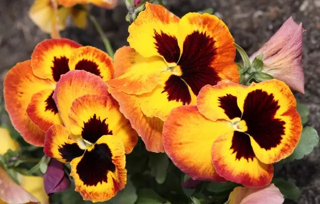 Pansy Cvetje.