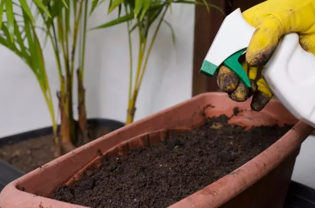 Paano Upang Tubig Seedlings Photo.