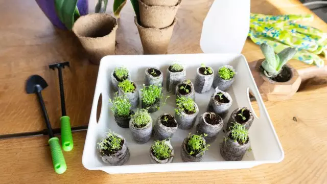 Lobelia seedlings at home