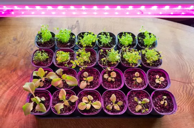 How to freeze Lobelia seedlings