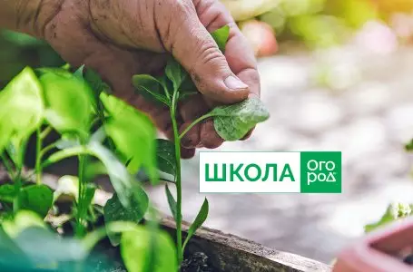 Jak podnieść sadzonki Lobelia: instrukcje krok po kroku ze zdjęciami 1251_18