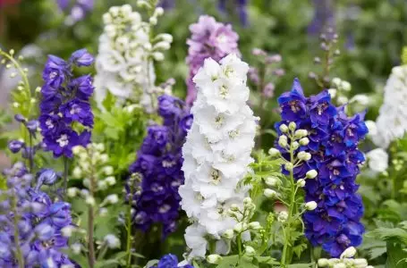 Hoe te ferheegjen Lobelia Seedlings: Stap-by-stap-ynstruksjes mei foto's mei foto's 1251_19