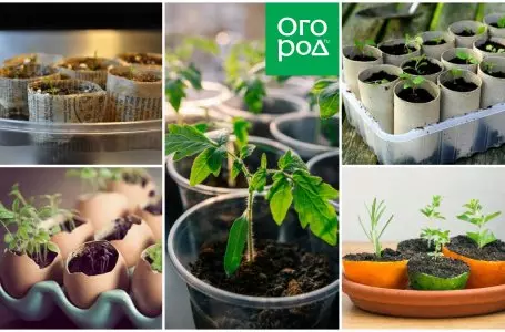 Paano Itaas ang Lobelia Seedlings: Step-by-Step na Mga Tagubilin sa Mga Larawan 1251_7