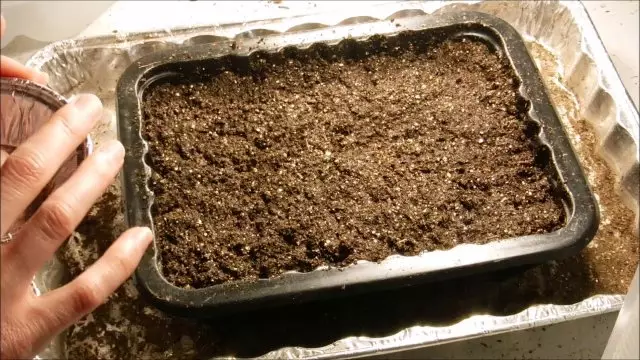 যখন seedlings একটি লেবেল উদ্ভিদ