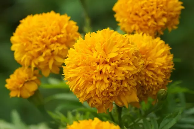 Marigold.