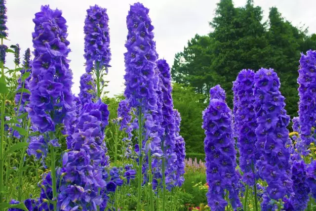 delphinium