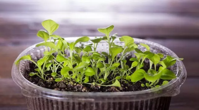 Seedling Petunia.