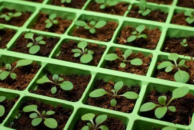 Spaltet seedling petunia.