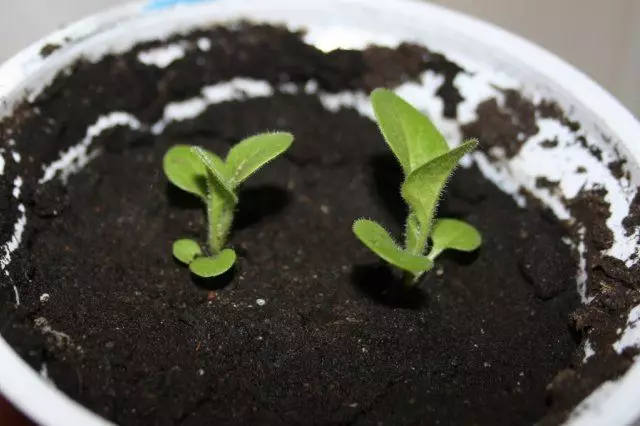 Seedlings petunia.