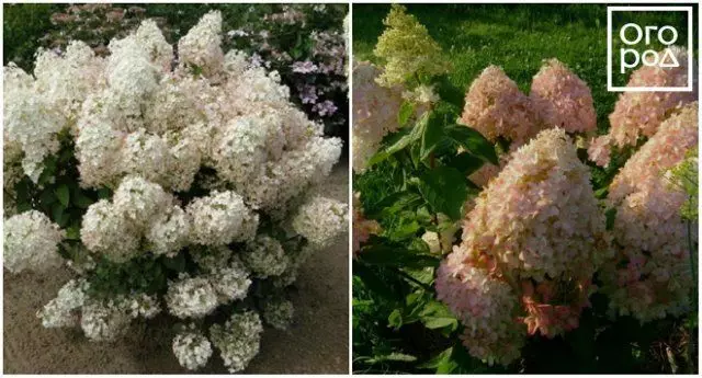 Gushiraho Hydrangea: Ubwoko butandukanye bwakarere ka Moscou hamwe namafoto, imitwe nibisobanuro