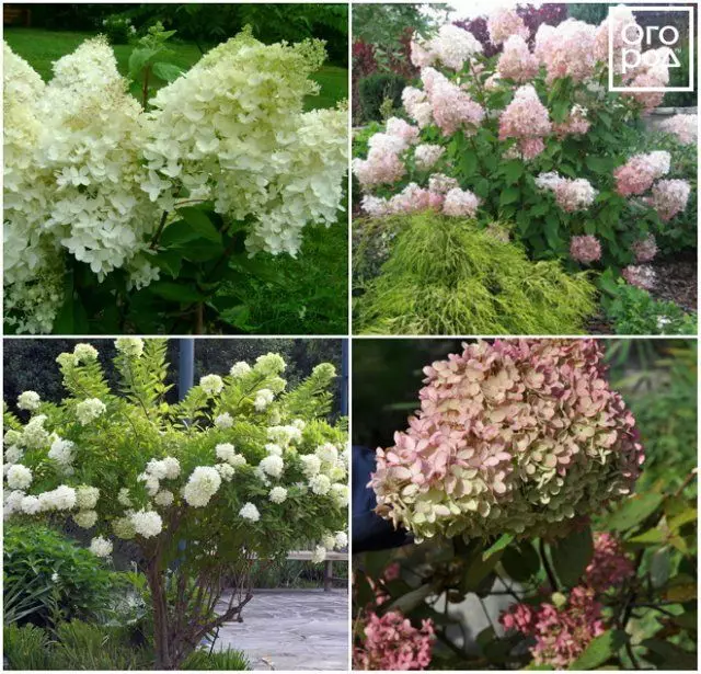 Hortensia Miscelánea Grandiflor