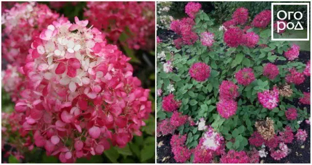 Hydrangea Miscellaneous Daimont Rouge