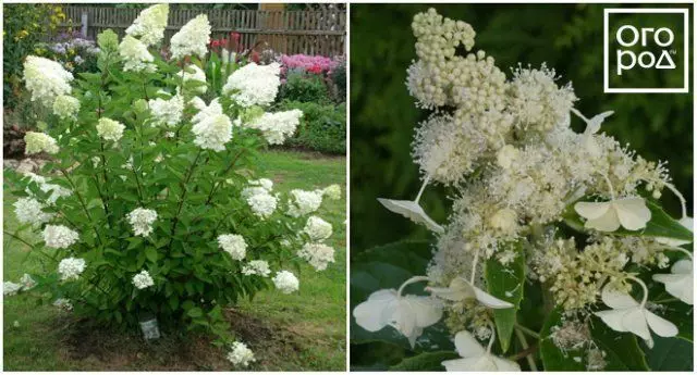 Hydrangea Ilghnéitheach Kiuha