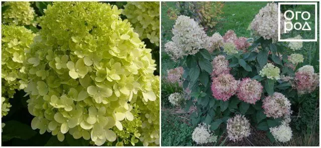 Limlaigh Ilghnéitheach Hydrangea