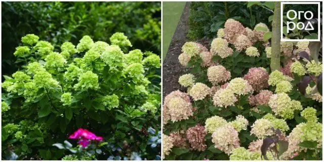 Lime Little Little Sydrangea