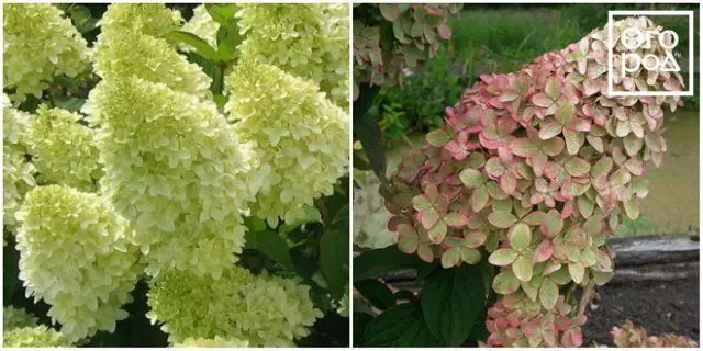 Hydrangea Miscellaneous Magicul Candle