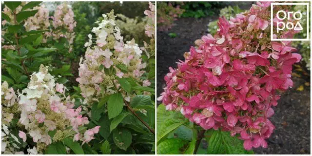 Hydrangea Miscellaneous Pink Daimond