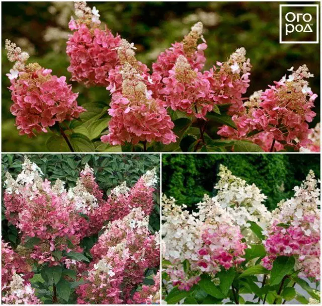 Hydrangea ilghnéitheach pinki vinki