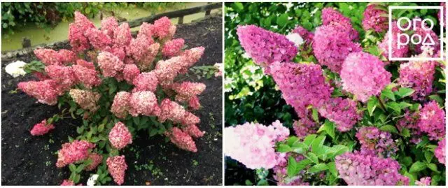 Hydrangea ilghnéitheach Santa freiz