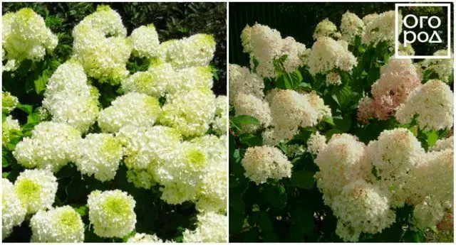 Dollar Silver Ilghnéitheach Hydrangea