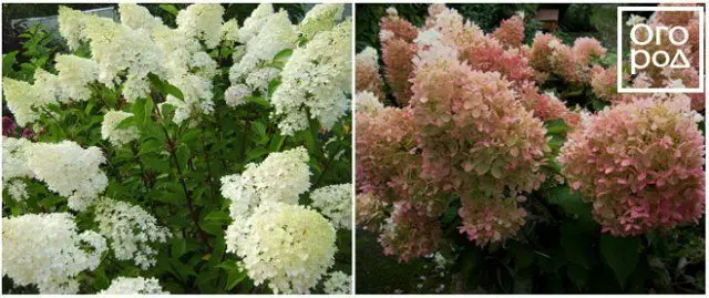 Phantom ilghnéitheach hydrangea